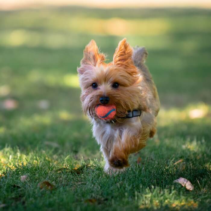 Puppy Yoga by Yoga Kawa Toronto Yorkie Puppies - Child's Life Kids ...