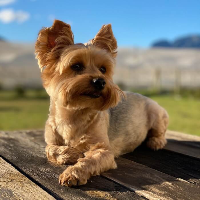 Puppy Yoga by Yoga Kawa Hamilton Yorkie Puppies - Child's Life Kids ...