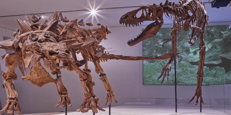 ROM Reopens The Age of Dinosaurs and Age of Mammals Galleries - Child's ...